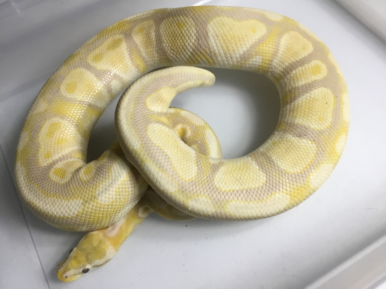 Pastel Lavender Albino 66% Genetic Stripe Ball Python by Paint Jobs ...