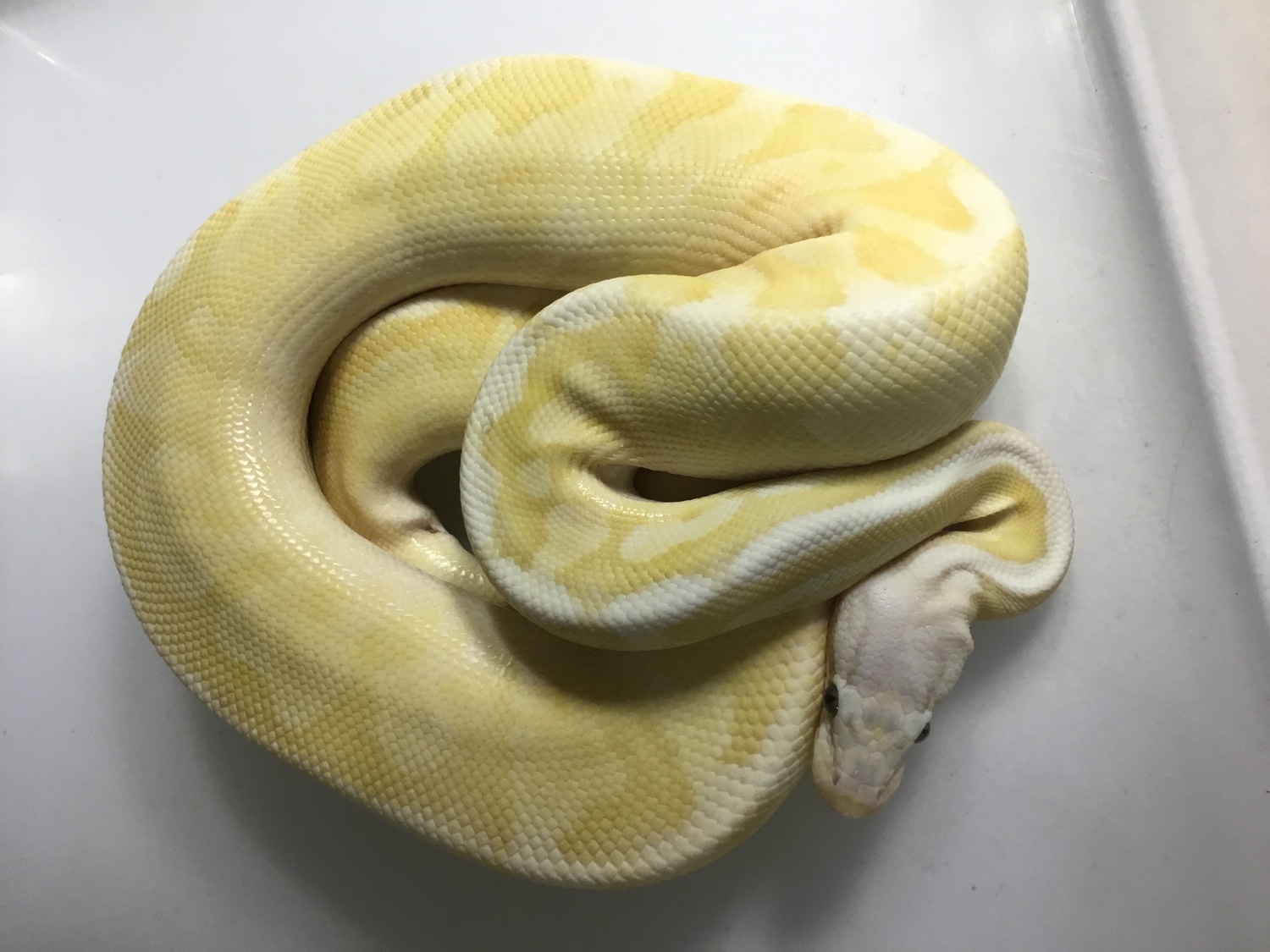 Firefly Banana Ball Python by Paint Jobs & Patterns - MorphMarket