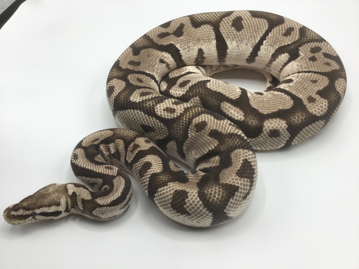 Firefly Axanthic VPI Ball Python by Paint Jobs & Patterns - MorphMarket