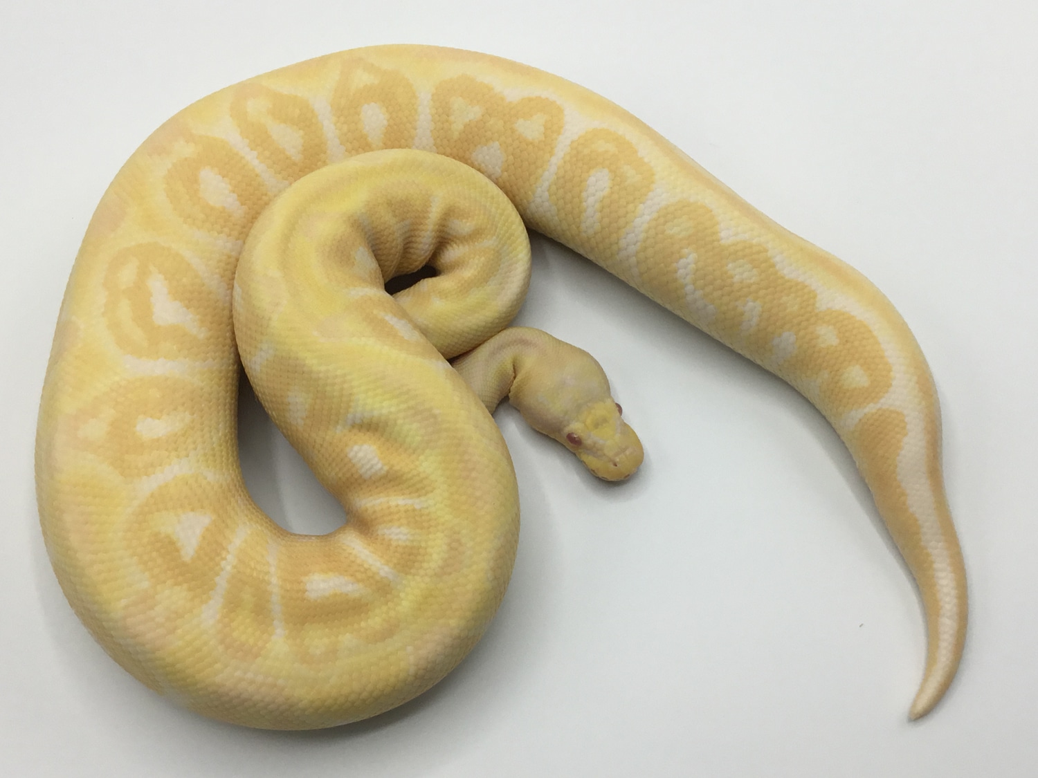 Albino Pewter Ball Python by Paint Jobs & Patterns - MorphMarket