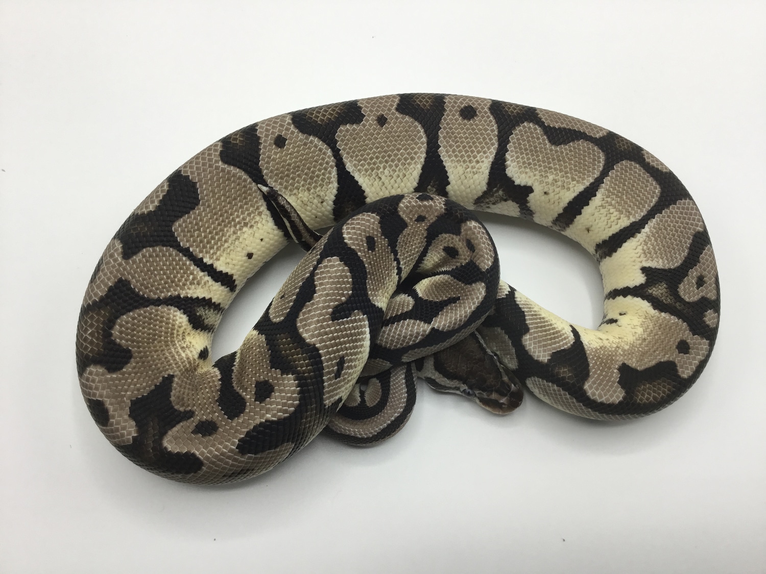 Pastel Axanthic VPI Het Pied Ball Python by Paint Jobs & Patterns ...