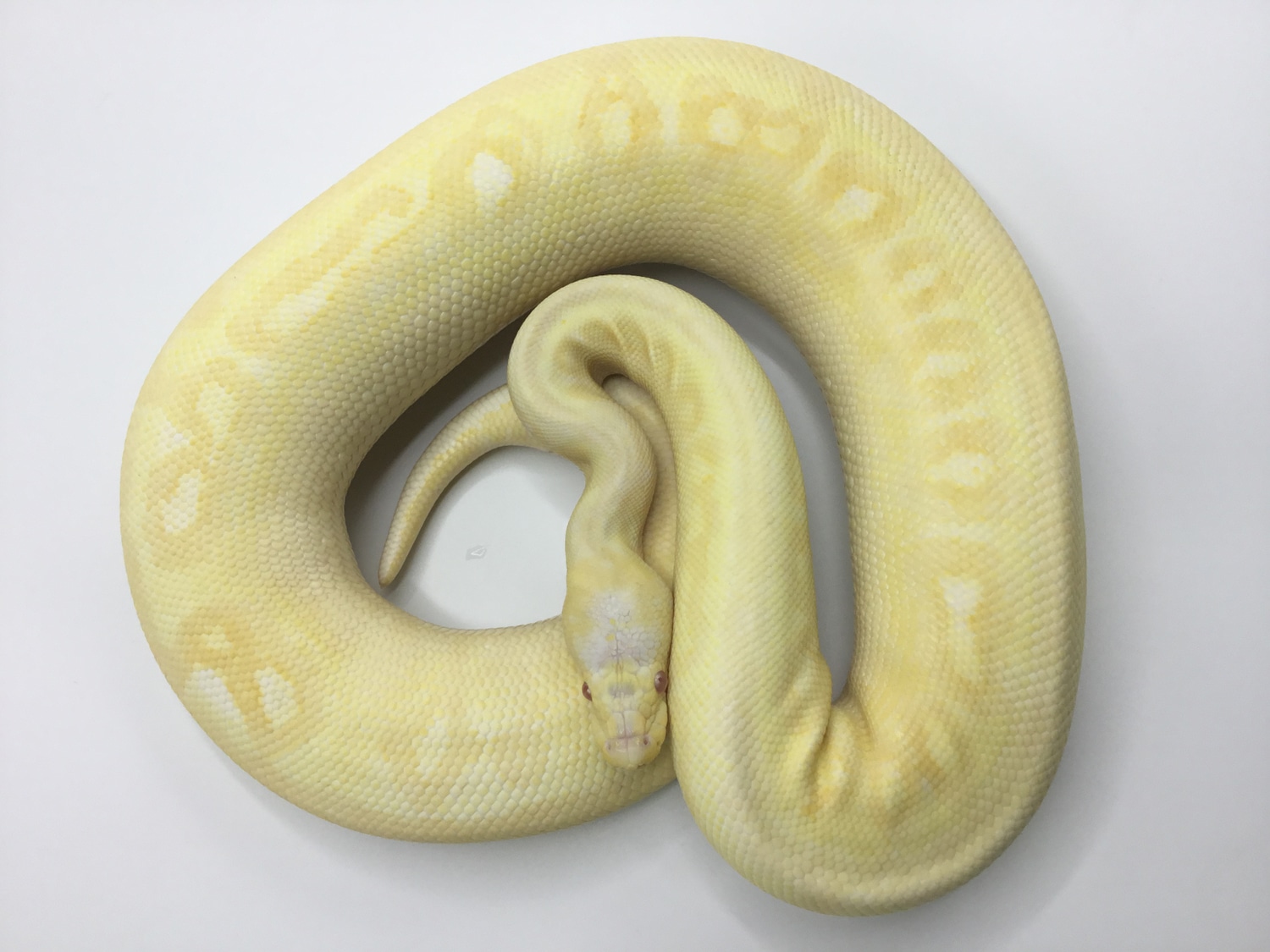 Albino Pewter Ball Python by Paint Jobs & Patterns - MorphMarket