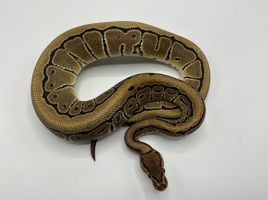 Pinstripe Het Desert Ghost 50% Cryptic Ball Python by Paint Jobs & Patterns