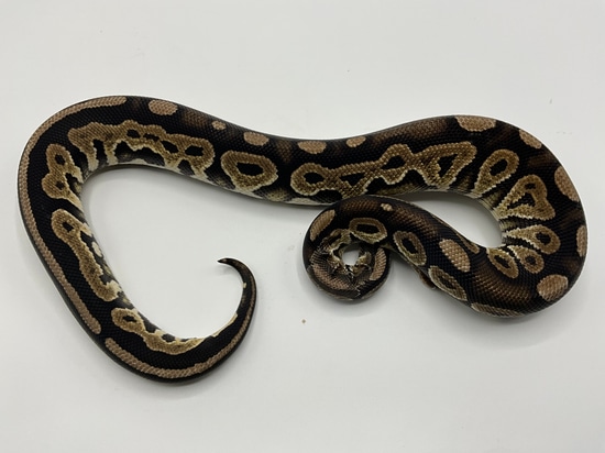 Cinnamon Het Desert Ghost 50% Cryptic Ball Python by Paint Jobs & Patterns