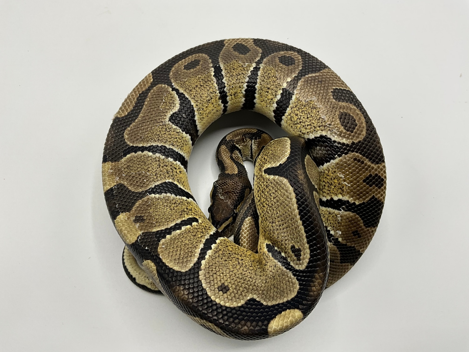 Het Desert Ghost 50% Cryptic Ball Python by Paint Jobs & Patterns ...