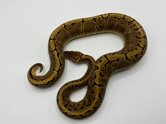 Black Head Pinstripe Het Albino Ball Python by Paint Jobs & Patterns