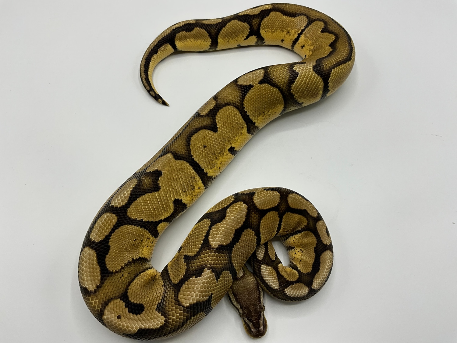 Pastel Yellowbelly Redstripe Het Lavender Albino Ball Python by Paint ...
