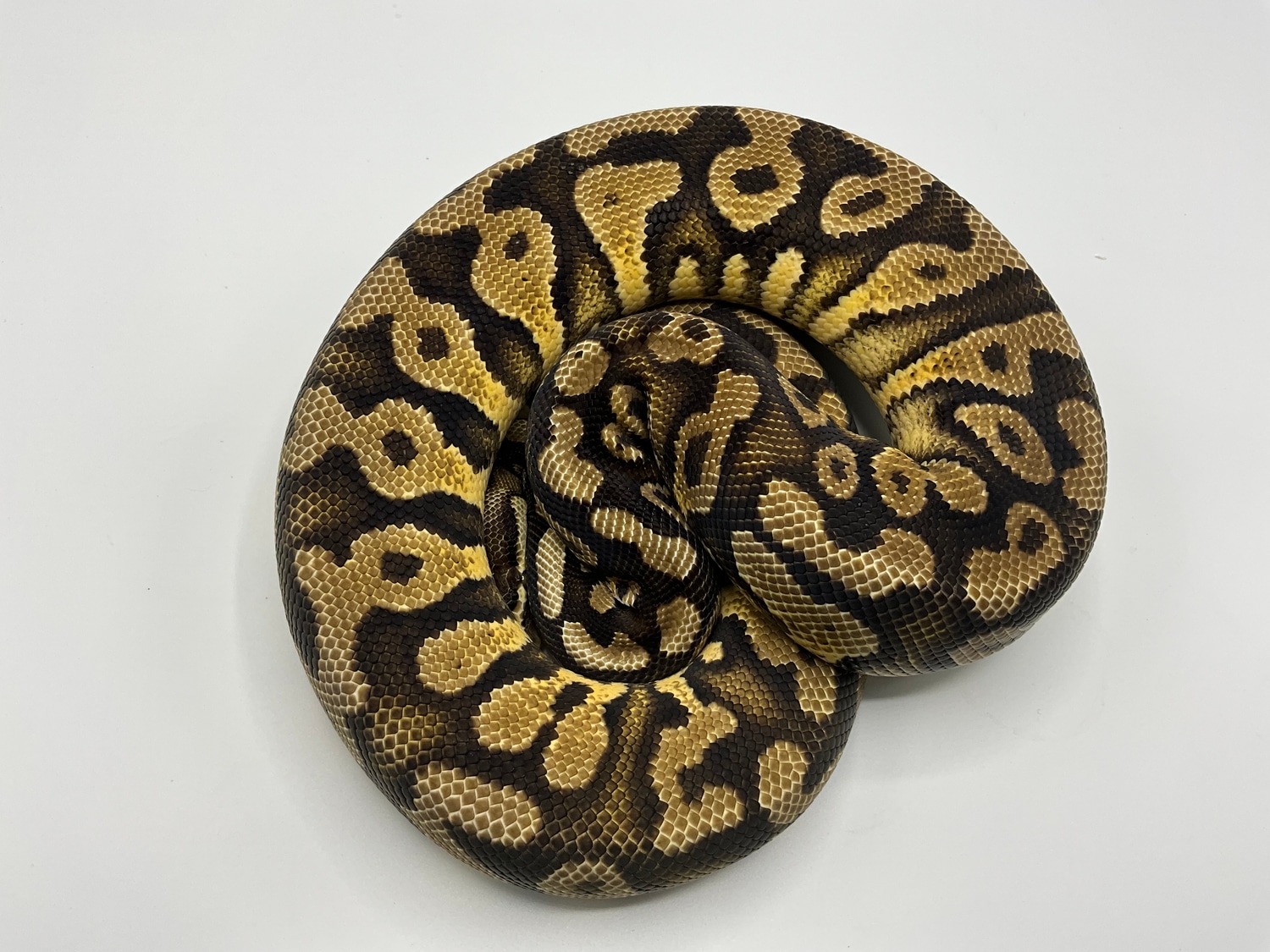 Pastel Yellowbelly Het Desert Ghost 50% Cryptic Ball Python by Paint ...