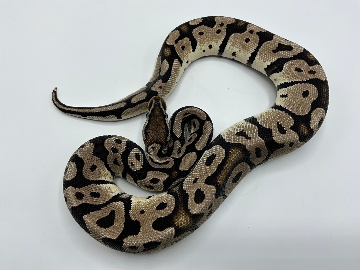 Pastel Axanthic VPI Het Pied Ball Python by Paint Jobs & Patterns ...