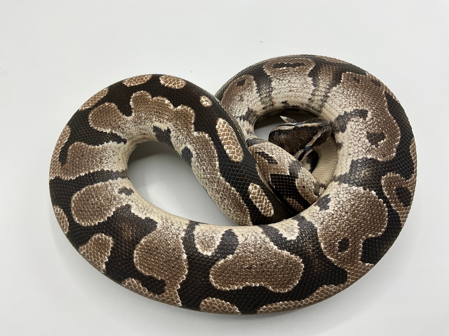 Axanthic VPI Het Pied Ball Python by Paint Jobs & Patterns - MorphMarket