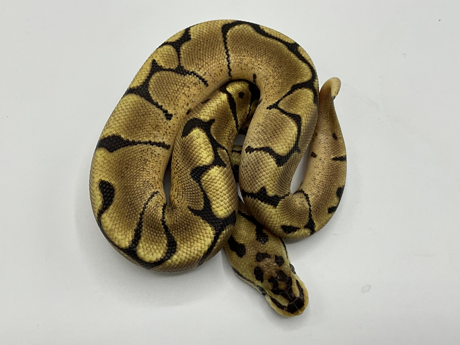 Spider Het Axanthic VPI Het Clown 50% Lavender Albino Ball Python by ...