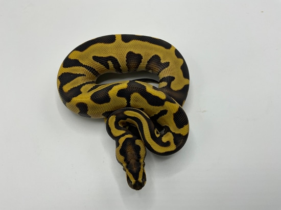 Leopard Enchi Desert Ghost Possible OD 66% Pied Ball Python by Paint ...