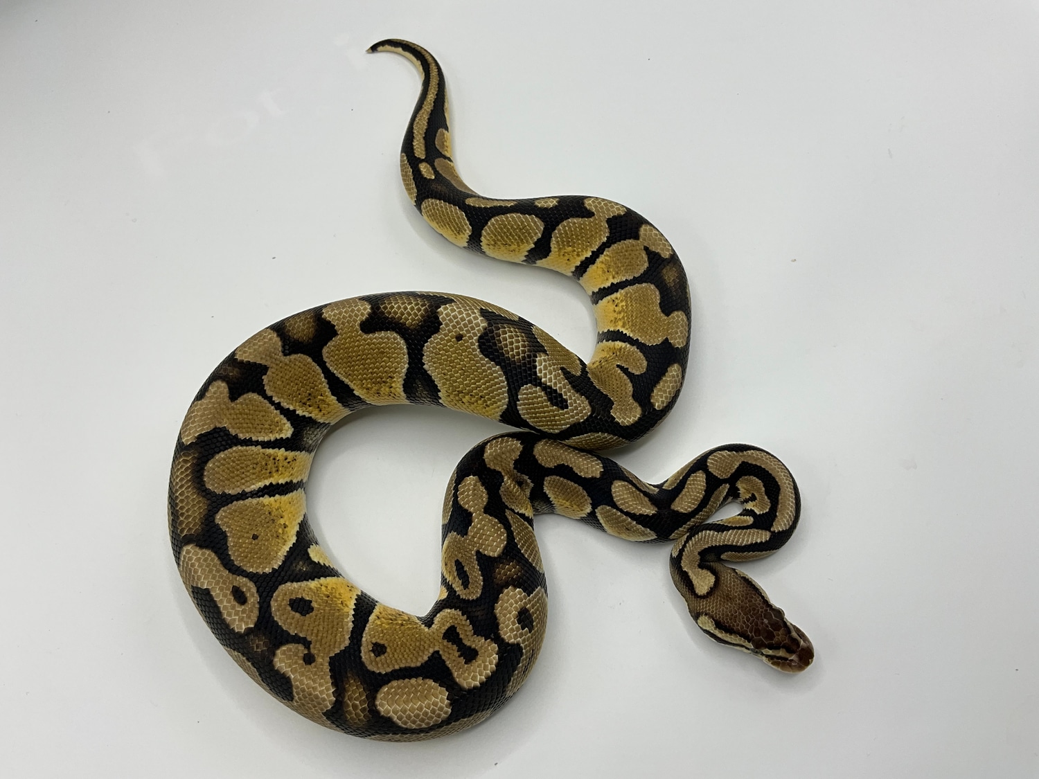 Pastel Het Desert Ghost 66% Cryptic Ball Python by Paint Jobs ...
