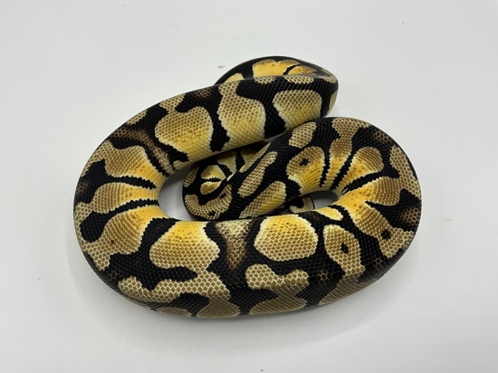 Pastel Het Desert Ghost 66% Cryptic Ball Python by Paint Jobs & Patterns