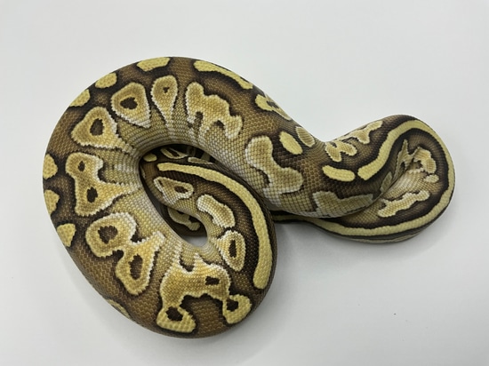 Pastel Lesser Cinnamon Plus? DH Axanthic VPI & Pied Ball Python by ...