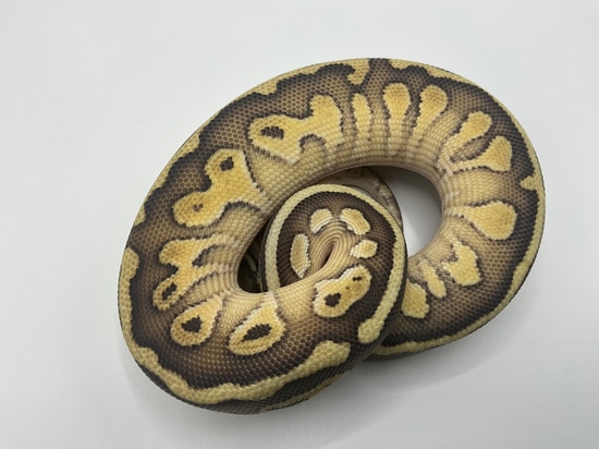 Pastel Lesser Cinnamon Yellowbelly DH Axanthic VPI & Pied Ball Python ...