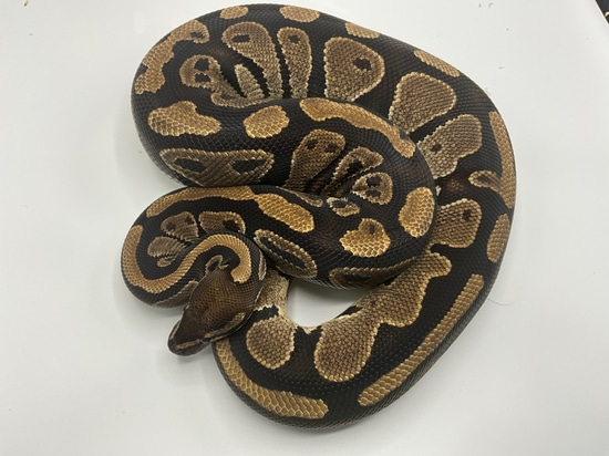 TH Lavender Albino & Pied & Genetic Stripe Ball Python by Paint Jobs ...