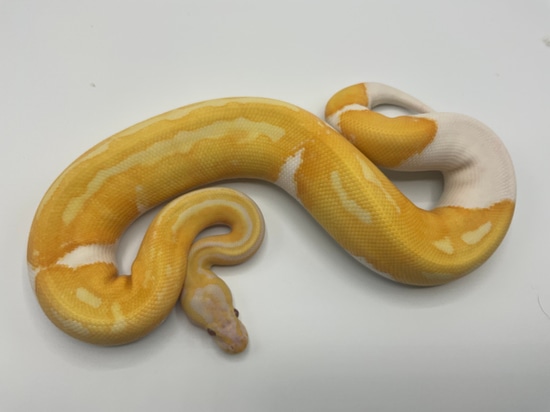 Blackhead Lavender Albino Pied Poss Red Gene Ball Python by Paint Jobs ...