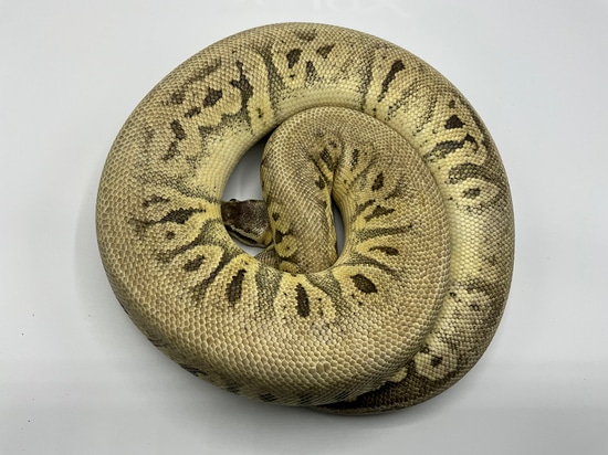 Super Pastel Cinnamon Het Albino 50% DH Desert Ghost & Cryptic Ball ...