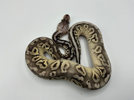 Super Pastel Cinnamon DH Desert Ghost & Cryptic Ball Python by Paint ...
