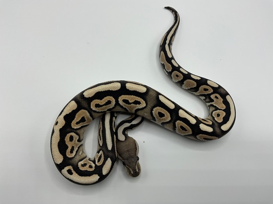 Cinnamon Desert Ghost Het Cryptic Ball Python by Paint Jobs & Patterns