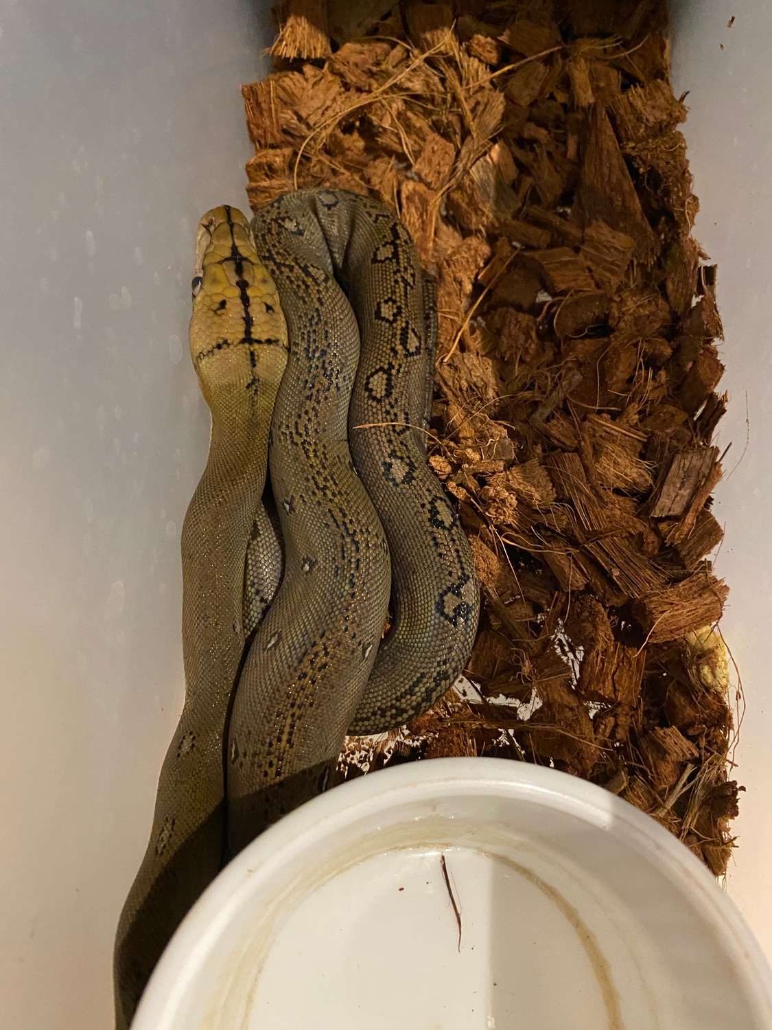 Phantom Golden Child Tiger Reticulated Python by Viking Reptiles ...