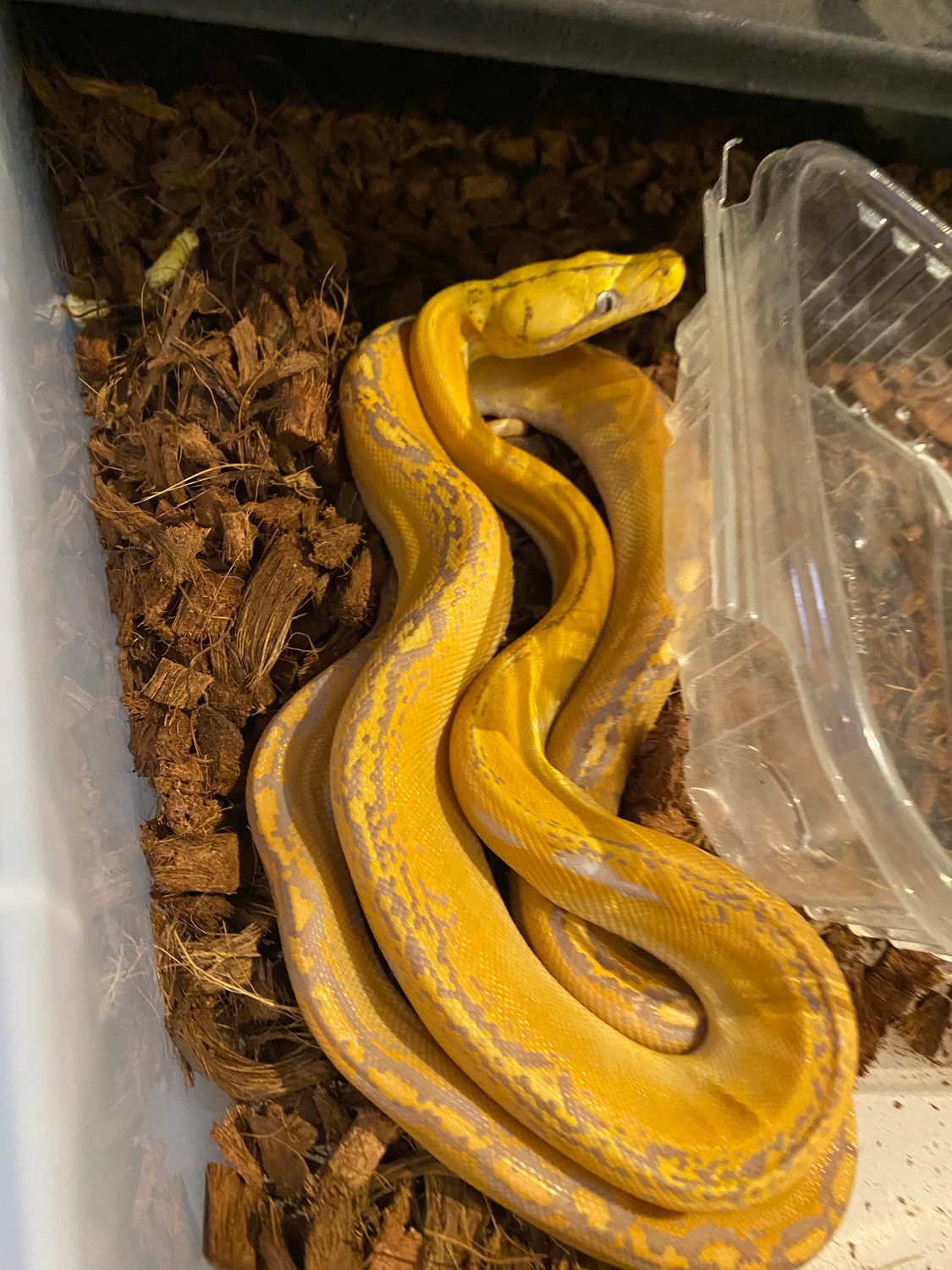 Lavender Sunfire Golden Child Reticulated Python by Viking Reptiles ...
