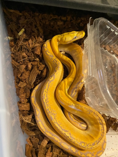 Lavender Sunfire Golden Child Reticulated Python by Viking Reptiles