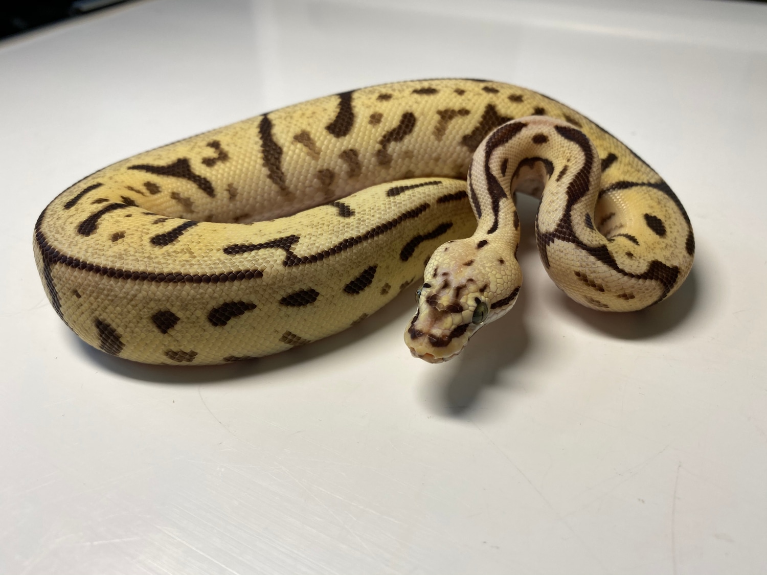 Male 2019 Leopard Fire Bumblebee Ball Python by CM Pythons - MorphMarket