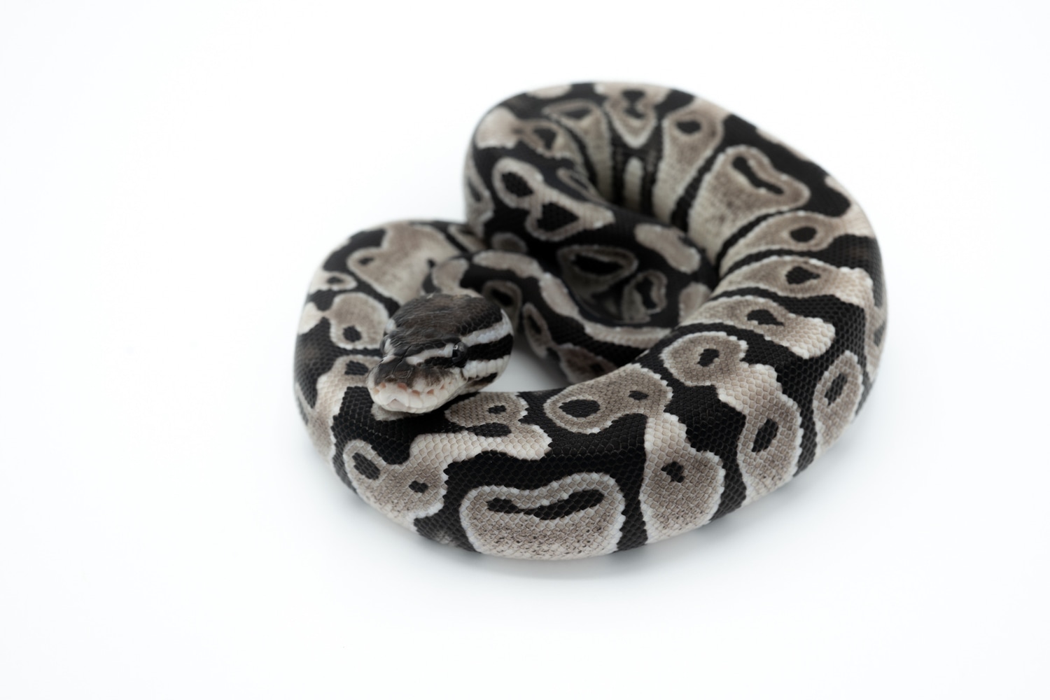 VPI Axanthic Poss Het Clown Ball Python by CM Pythons - MorphMarket