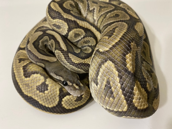 Black Pastel Orange Ghost Ball Python by CM Pythons