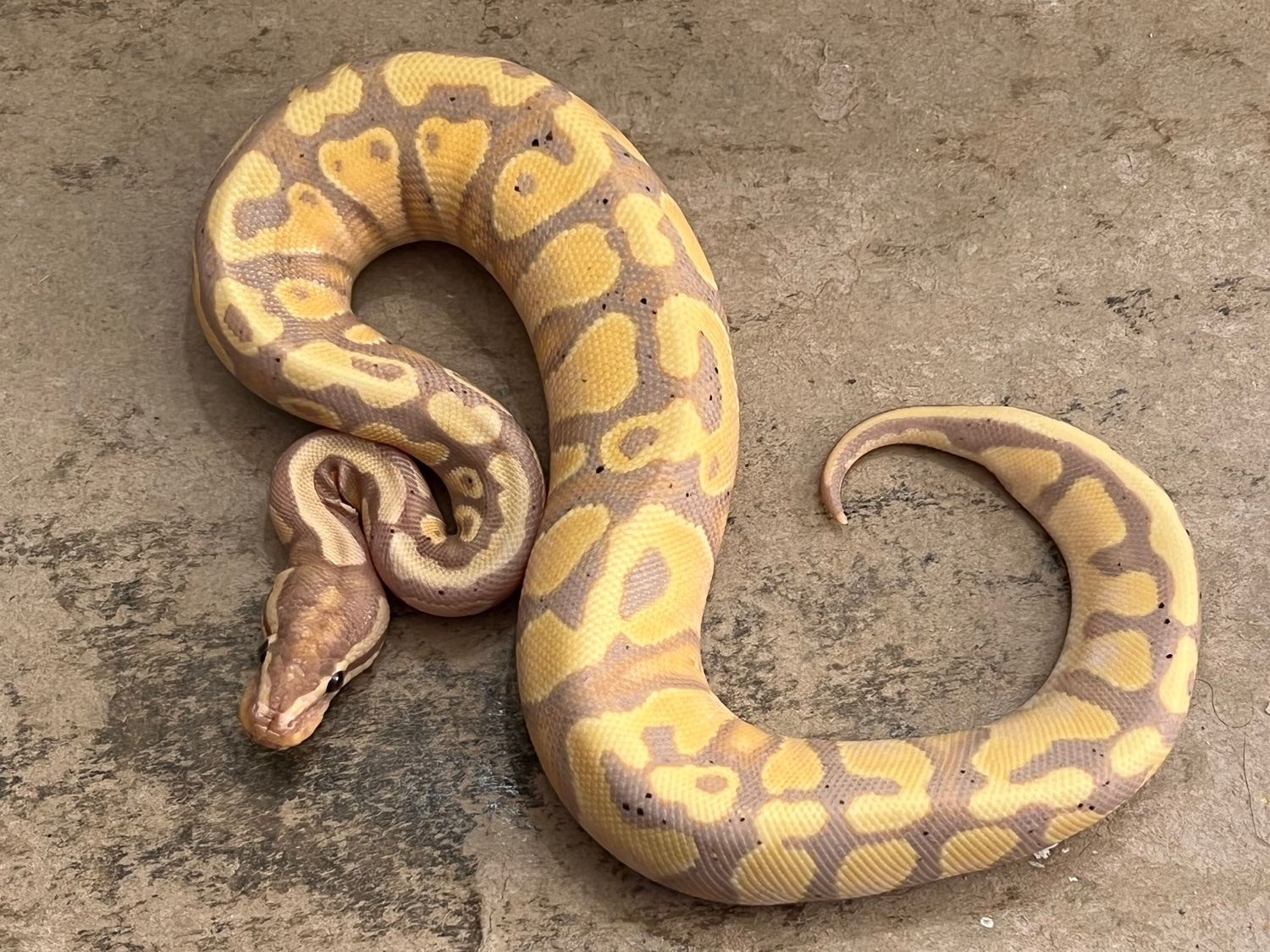 Banana Asphalt Or YB Ball Python by CM Pythons - MorphMarket