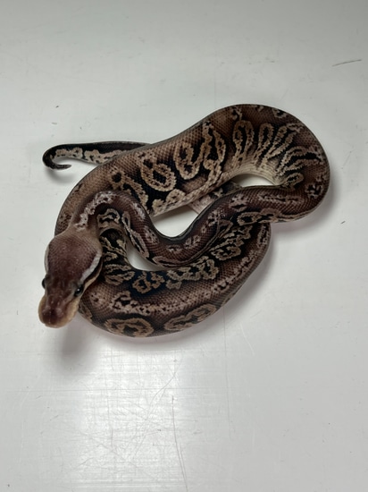 1.0 Black Pewter Ball Python by CM Pythons