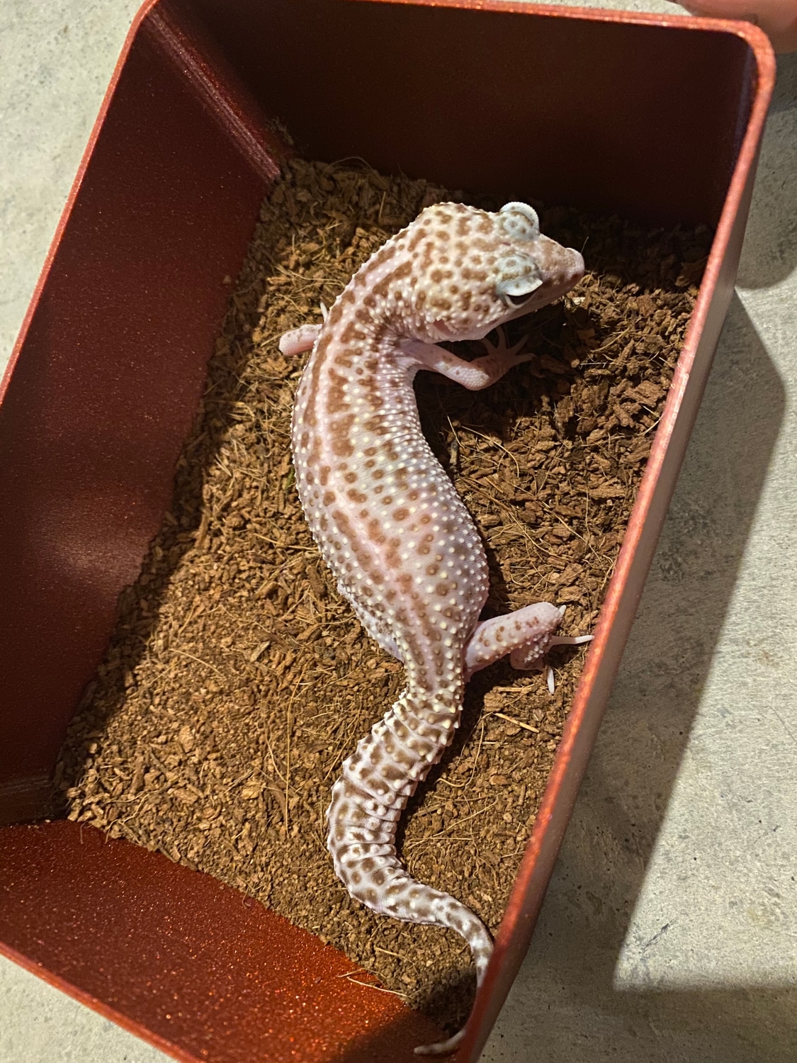 Mack Snow Raptor Reverse Stripe Leopard Gecko by Cloud’s Reptiles ...