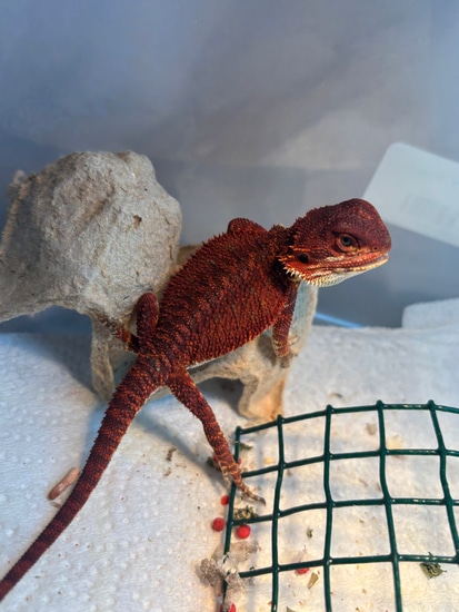 100% Red Monster Central Bearded Dragon by Cloud’s Reptiles