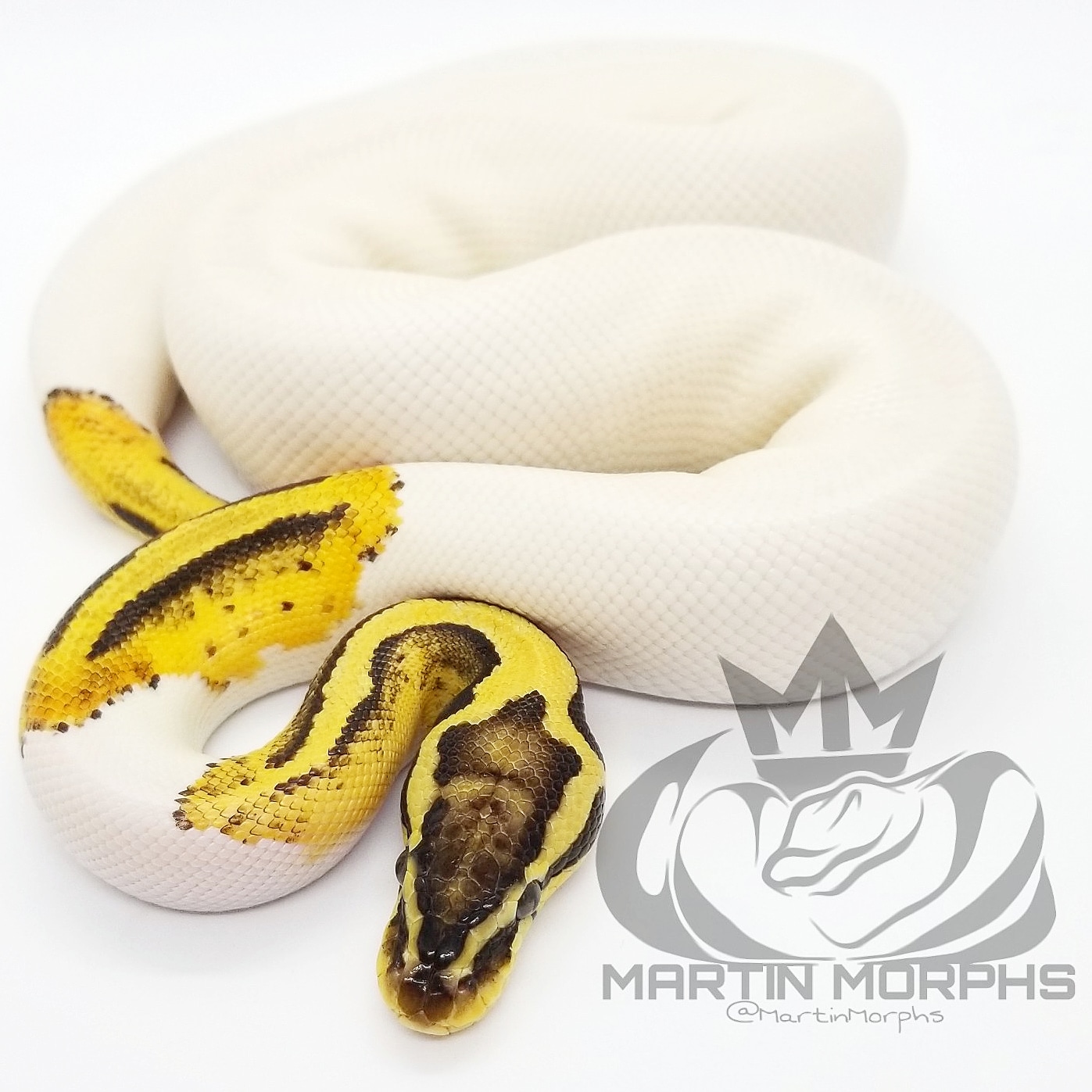 Pastel Piebald (POS Blade) 100% Het Clown Ball Python by Martin Morphs ...