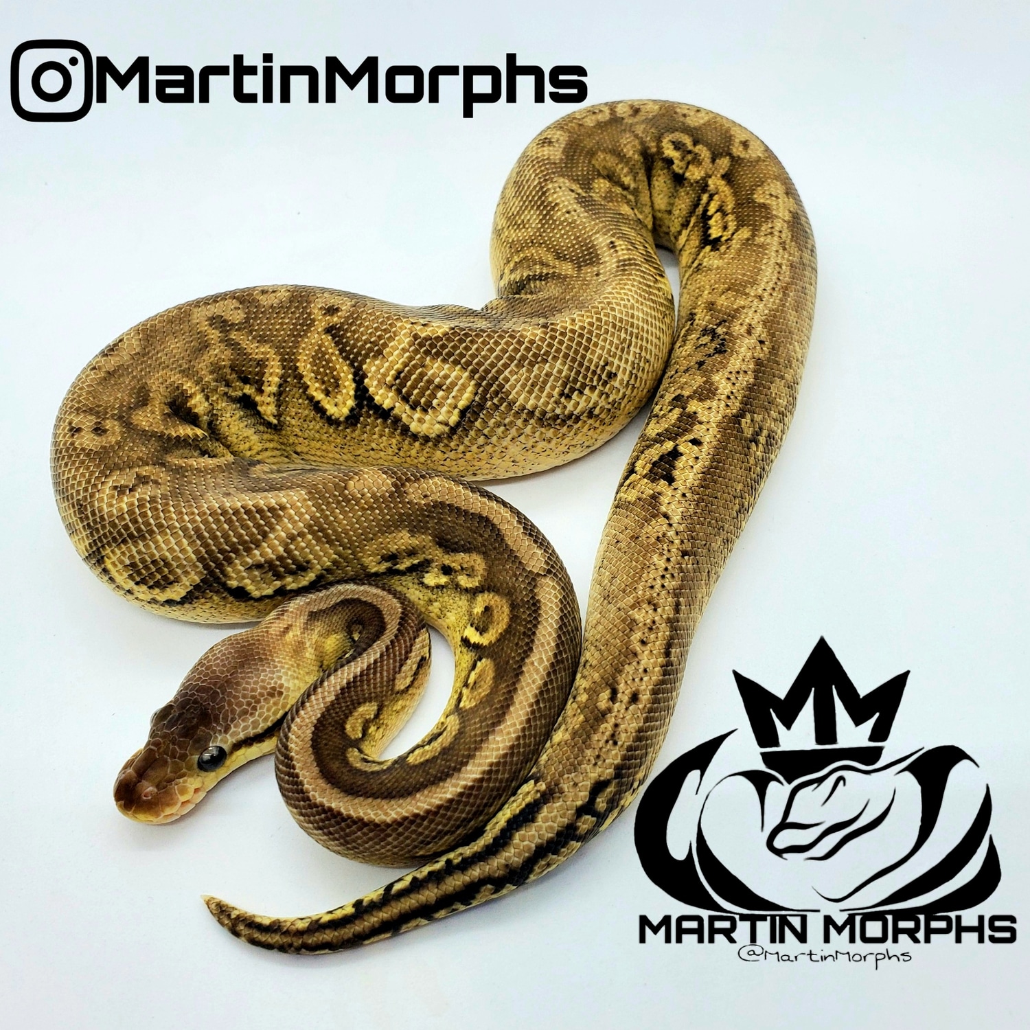 Cypress Yellow Belly Black Pewter 100% Het Clown Ball Python by Martin Morphs - MorphMarket