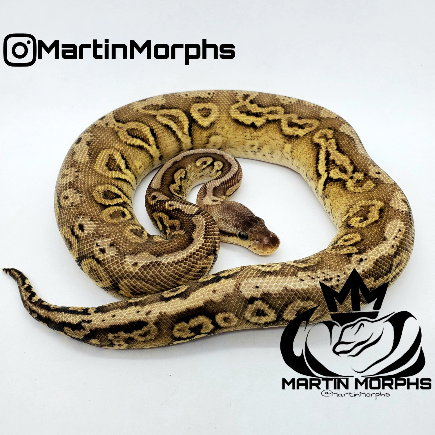 Cypress Black Pewter Yellow Belly 100% Het Clown Ball Python by Martin ...
