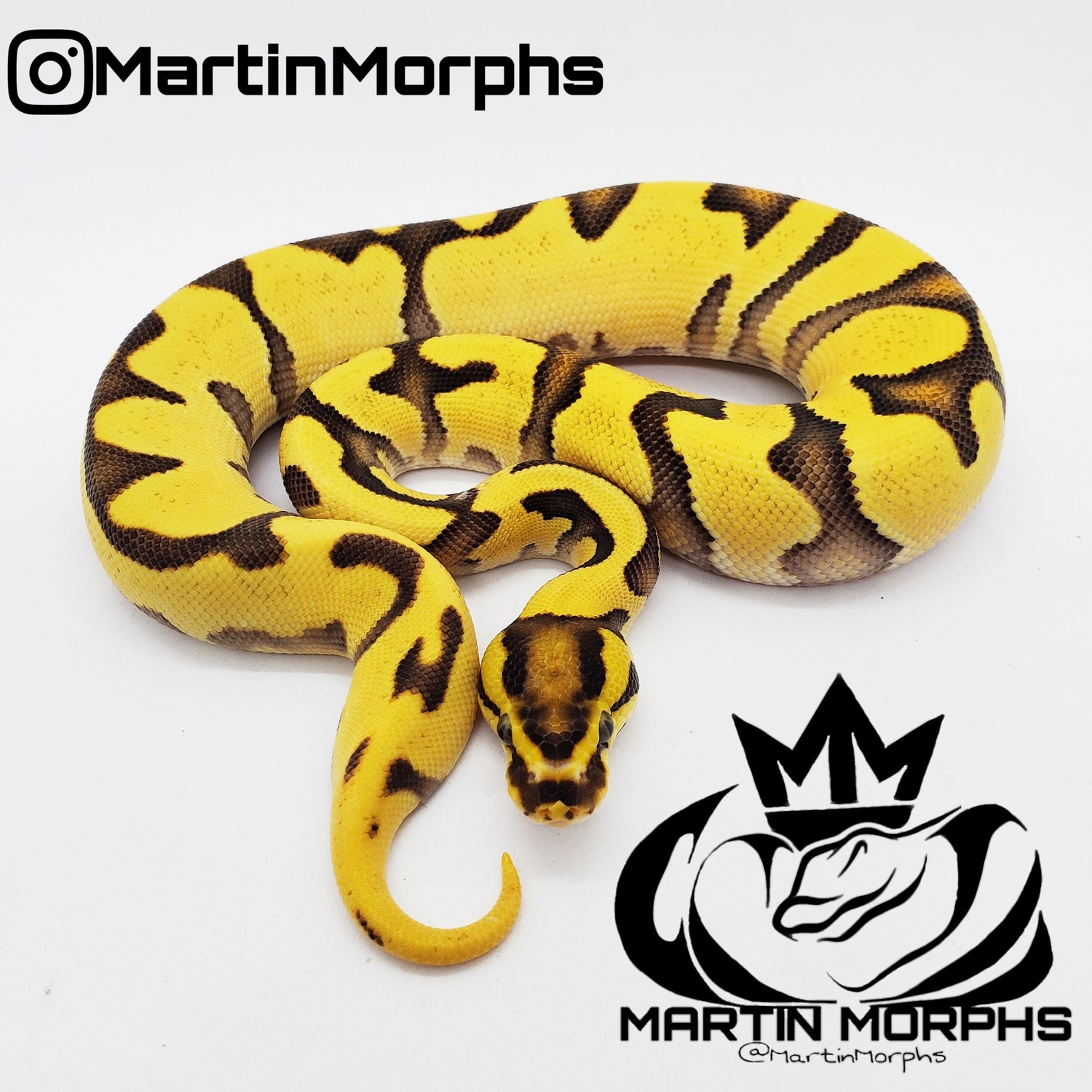 High Intensity Orange Dream Fire Enchi Blade 66% Het. Clown 50% Het ...