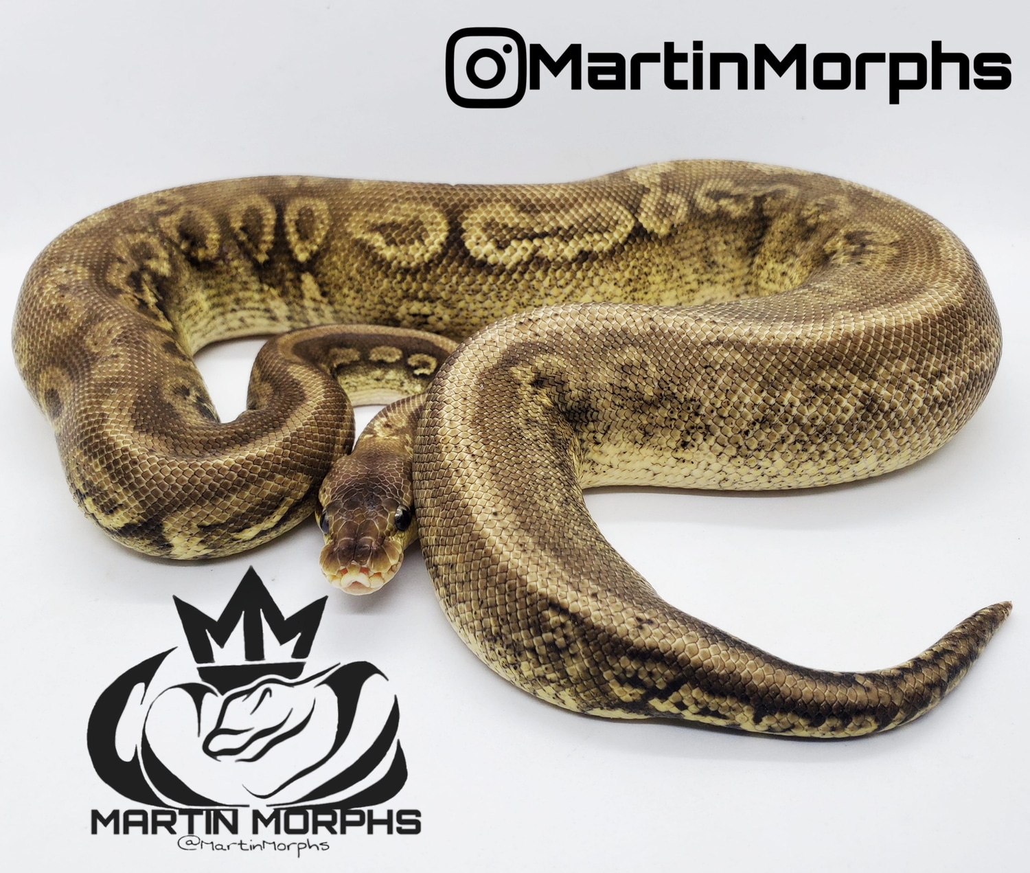Cypress Yellow Belly Black Pewter 100% Het Clown Ball Python by Martin ...