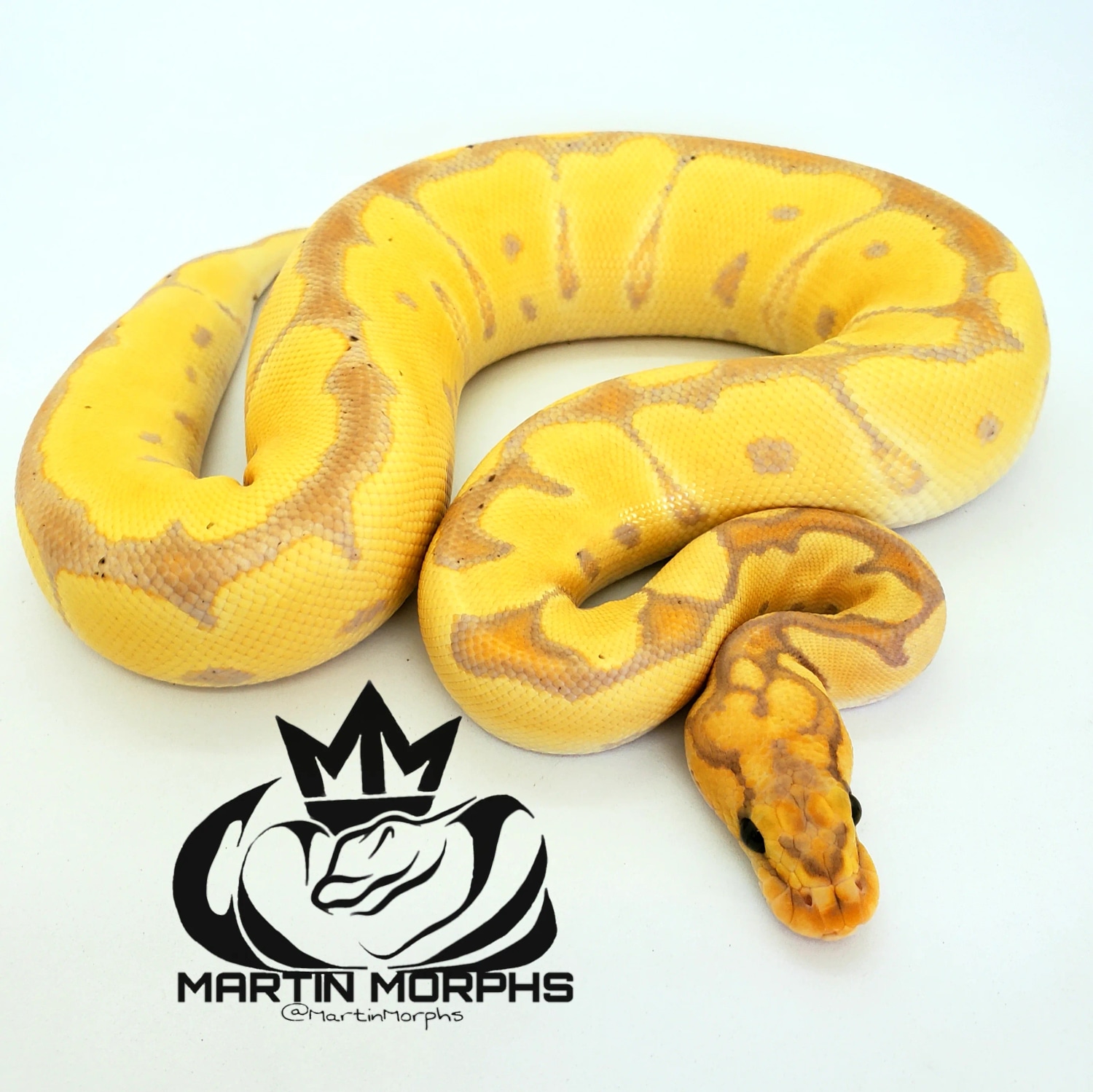 Banana Clown (Pos Blade) Ball Python by Martin Morphs - MorphMarket