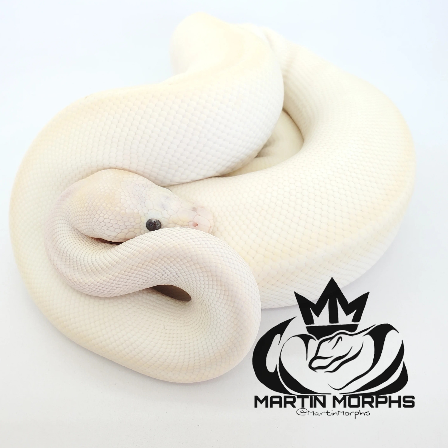 Blue Eyed Lucy Leeser Mojave Ball Python by Martin Morphs - MorphMarket