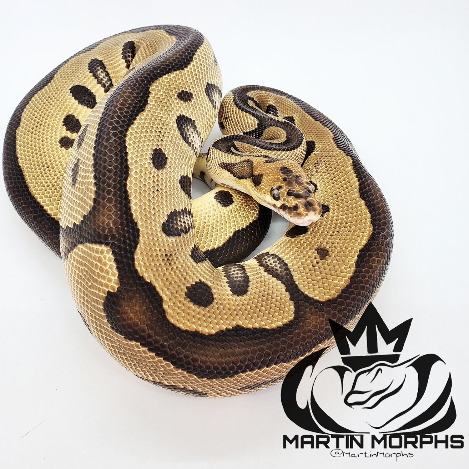 Pos Super) Leopard Clown 66% Triple Het. Desert Ghost / Piebald / Hypo ...