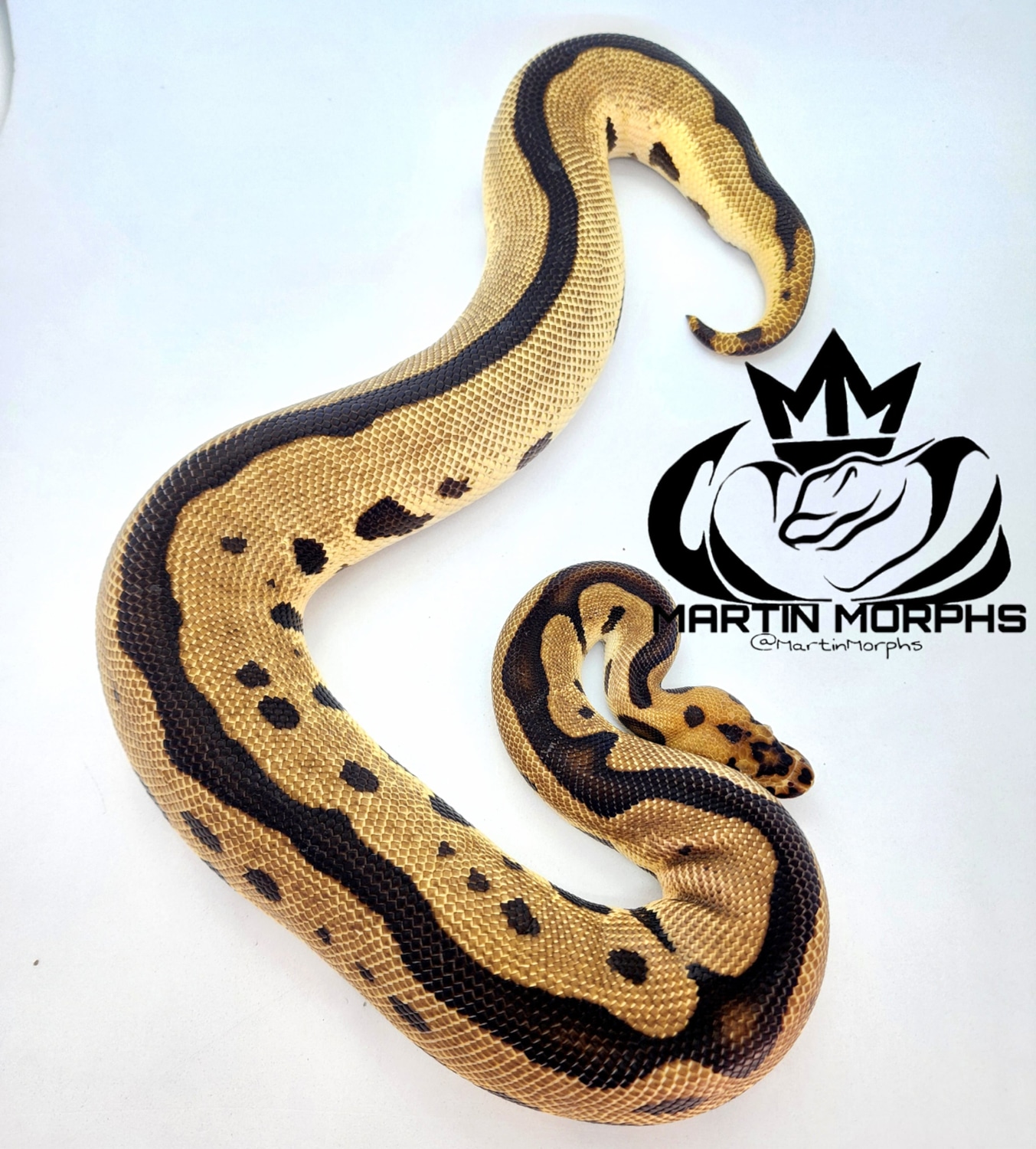 (Proven) Orange Dream Leopard Clown 100% Het Piebald Ball Python by ...