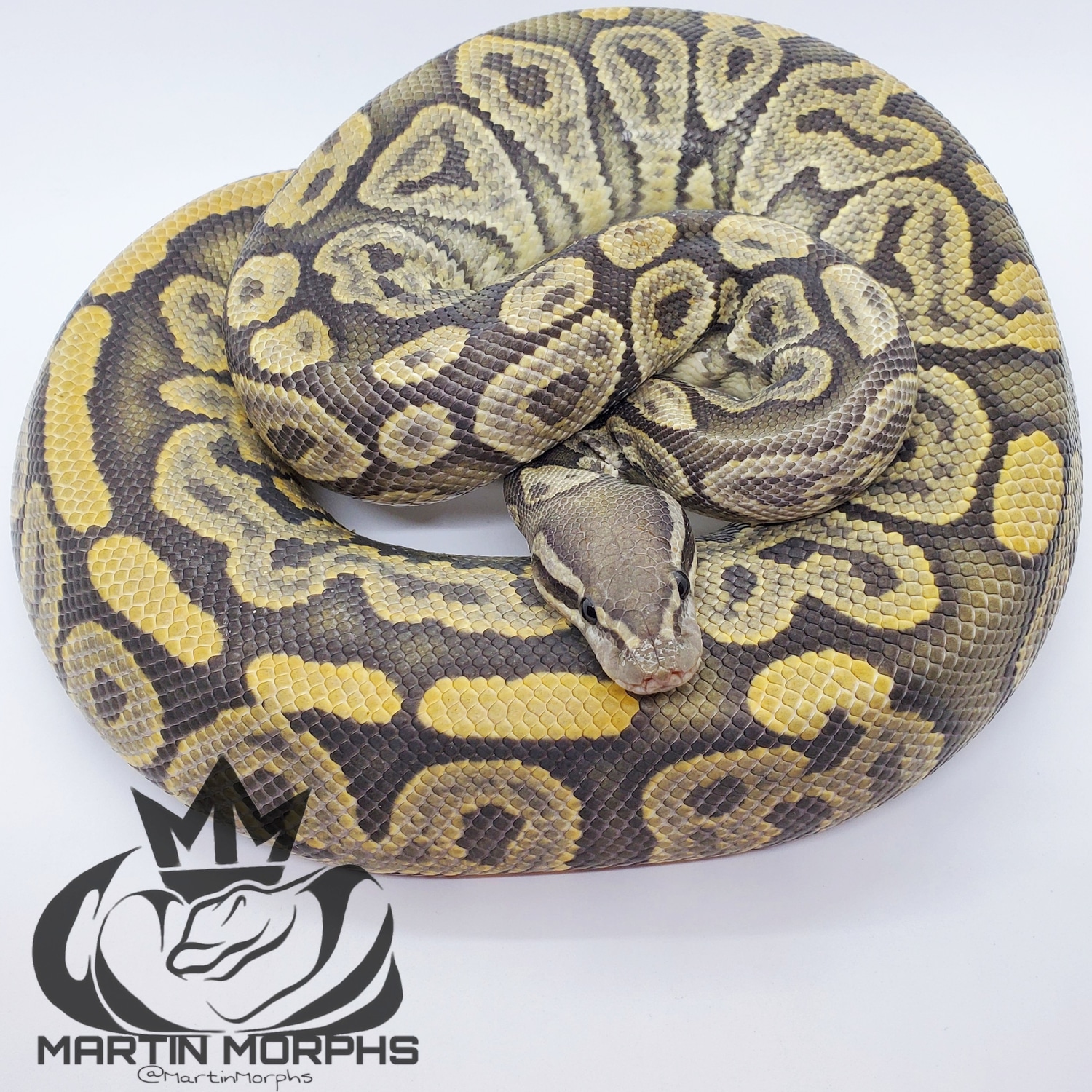 Black Pastel Ghost Ball Python by Martin Morphs - MorphMarket