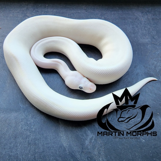 Blue Eyed Lucy (Super Lesser) Ball Python by Martin Morphs