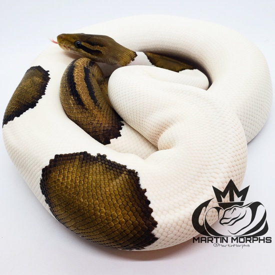 Black Pastel Piebald 100% Het. Hypo Ball Python by Martin Morphs