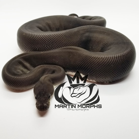 Super Black Pastel 100% Het. Piebald Ball Python by Martin Morphs
