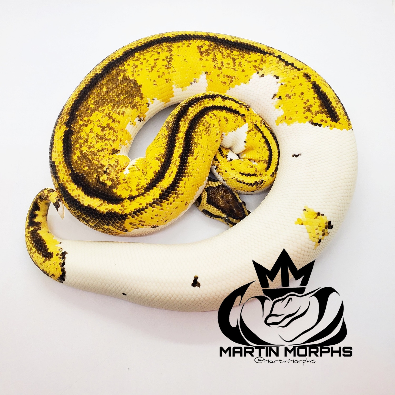 GeneX Yellow Belly Pastel Piebald Ball Python by Martin Morphs - MorphMarket