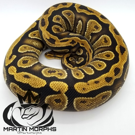 Cypress Yellow Belly Ball Python by Martin Morphs